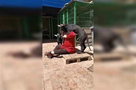 黑狼幼犬 中华黑狼犬 纯种黑狼犬 我要上热门（o1907752910）