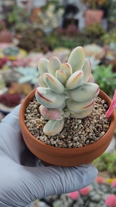 방울복랑금 대세지금이기회 다육이 다육이분갈이 다육농원 경주다육이 다육이키우기 식집사 반려식물 식물 배합토 다육이를부탁해 선물 내돈내산