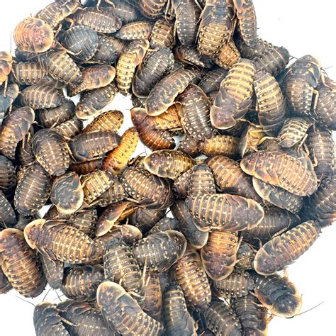 What To Feed Dubia Roaches Best Foods And What To Avoid