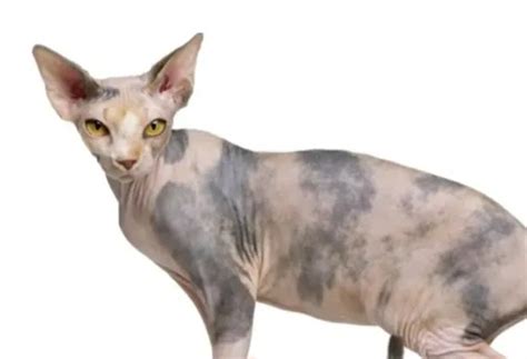 Sphynx Cat Sunscreen Effect And Sphynx Cat Sunscreen Uses