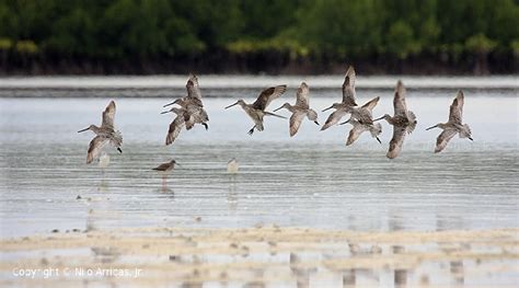 Olango Island Delivers The Ultimate Eco Adventure In Cebu