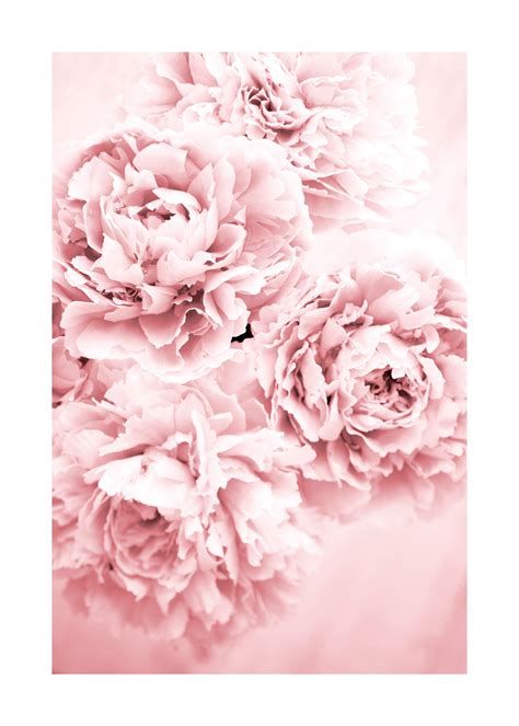 Pink Dream Poster Póster Botánico Con Una Fotografía De Flores De