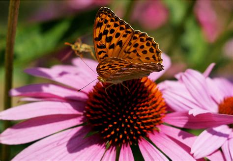 Argynnis Paphia Linnaeus 1758 Priamus Documentary