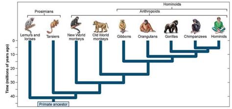 If Apes And Humans Share A Common Ancestor Why Do Humans