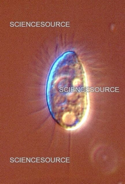 Cyclidium Light Micrograph Stock Image Science Source Images