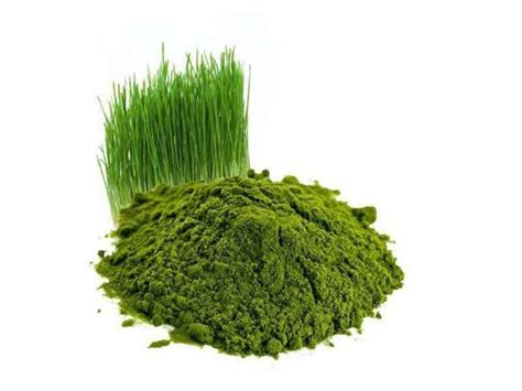 Organic Wheatgrass Powder Eu Vitanics Bio