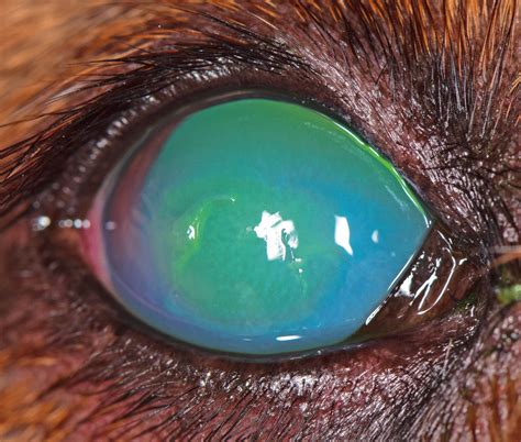 úlcera De Córnea Em Cães Cicatrizada Retoedu