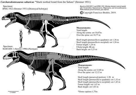 Carcharodontosaurus Saharicus Skeletals Mklll By Franoys On Deviantart