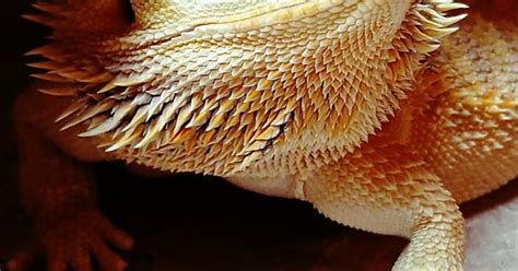 Grumpy Dragon Album On Imgur