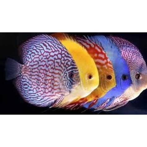 Assorted Discus Fish