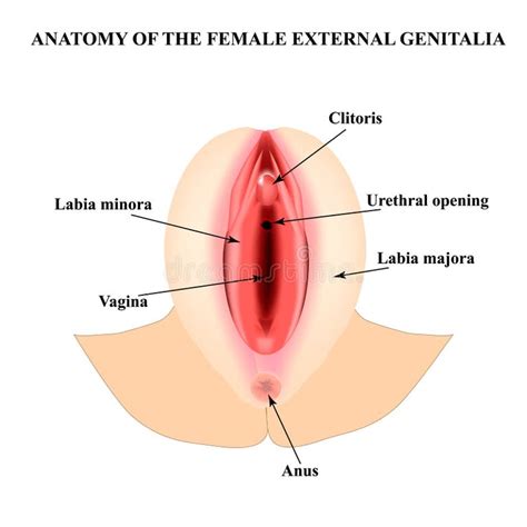 Female External Genitalia Anatomical Structure Of The Vulva Vagina