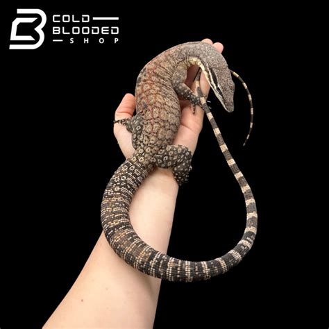 Adult Male Kimberley Rock Monitor Varanus Glauerti Live Freshwater