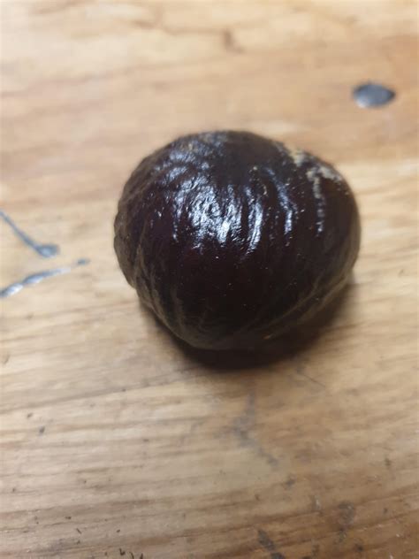 Spine Free Dark Brown Conker R Plantidentification