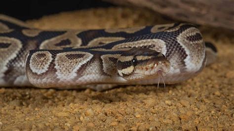 How Much Does A Ball Python Cost Terrarium Quest