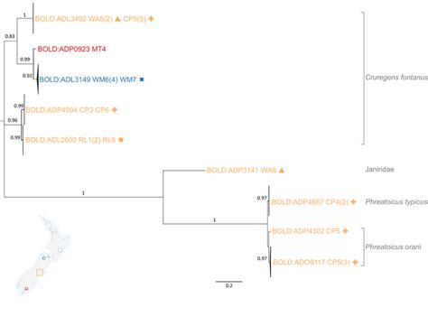 Maximum‐likelihood Tree Mega7 Tn93gi Based On Aligned And Trimmed