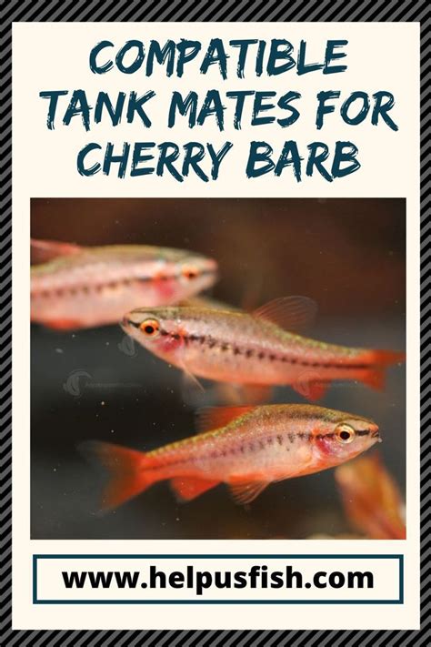 Veiltail Cherry Barb Care Everything You Need To Know Artofit