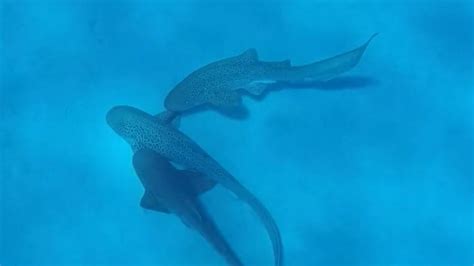 Gefilmter Dreier Eine Sensation Video Zeigt Erstmals Wilde Leoparden