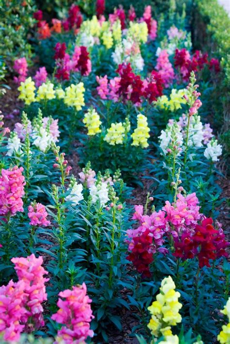Snapdragon Varieties Explore Different Types Of Snapdragons