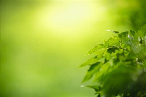 Beautiful Nature Background Green Wallpaper Hd