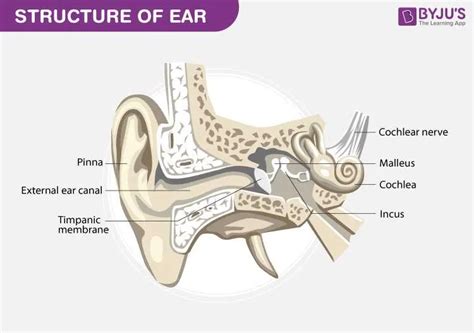 Diagram Of Ear Parts And Their Functions