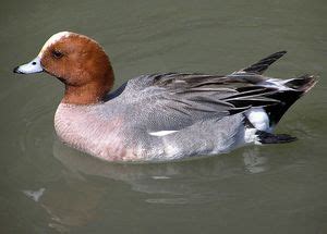 Duck Definition Types And Facts Britannica
