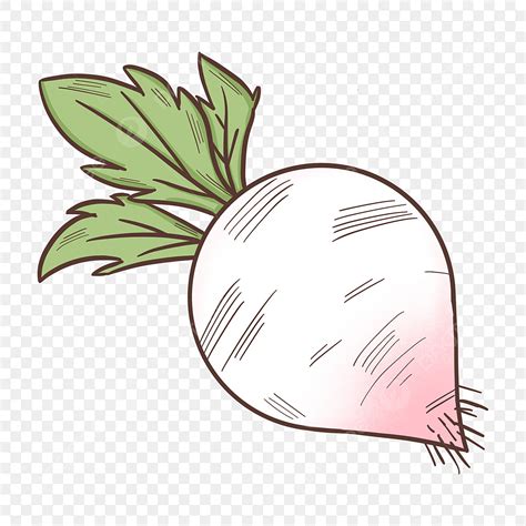 Gambar Lobak Putih Kartun Yang Dilukis Dengan Tangan Png Vektor Psd