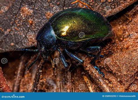 Adult Leaf Beetle Stock Image Image Of Eumolpus Nature 258933293