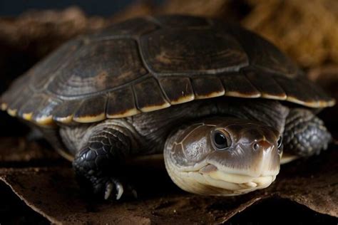 African Sideneck Turtle Complete Care Guide