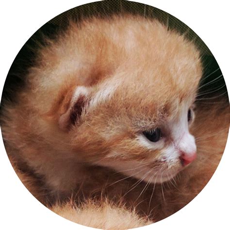 高级功能 — Restructuredtext 简介 文档