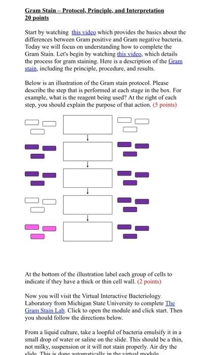 Gram Stain Protocol Principle And Interpretation