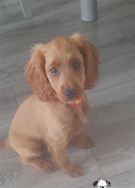1 Beautiful Cavapoo X English Cocker Spaniel Puppies In Offaly