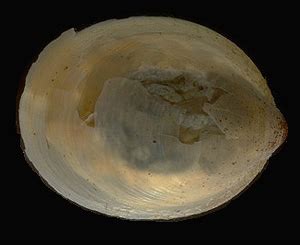 Neopilina And Its Relatives Tryblidia
