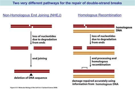 Homologous Recombination 1 And 2 Flashcards Quizlet