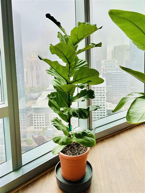 Ty For The Advice Fam Went With The Fluffy One And Shes Home R