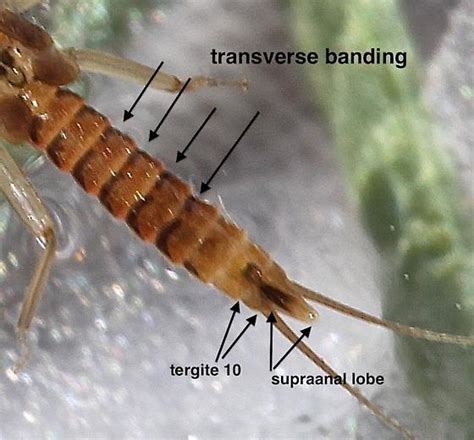 Allocapnia Pygmaea Bugguide Net