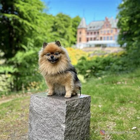 🏰 Princess K 👑 R Pomeranians