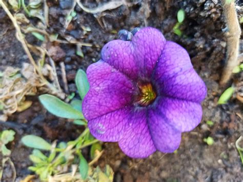 Malva Fleur Jardín Photo Gratuite Sur Pixabay Pixabay