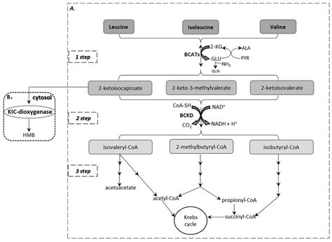 Maple Syrup Urine Disease Pathway