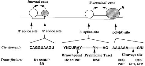 Diagram Showing The Constitutive Exon Recognition Of A Generic Internal Download Scientific
