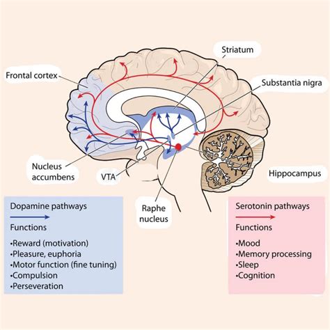 better brain