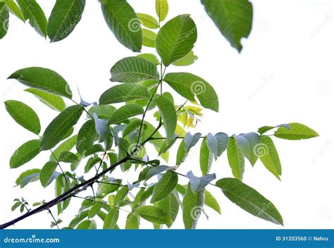 Walnut Leaves With Disease Mites Royalty Free Stock Image 183274888