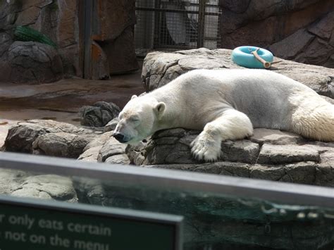 Polar Bear At The North Carolina Zoo Zoochat