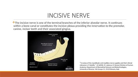 Surgical Aspects Of Mandibular And Maxillary Nerve Pptx