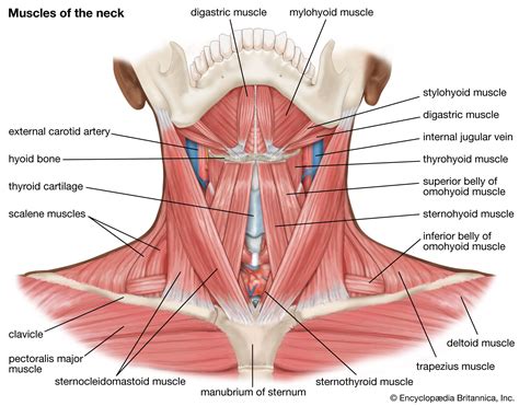 Neck Vertebrae Muscles Nerves Britannica