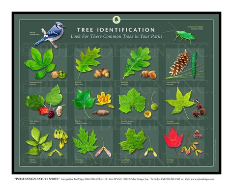 Outdoor Interpretive Sign Tree Id Guide Sycamore Hickory Oak Maple Boxelder Pine