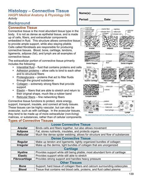 Anatomy And Physiology Connective Tissue Worksheet Answers Anatomy Worksheets