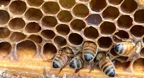 enhancing varroa mite control in australia applied biosciences