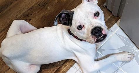 Sucker For An Underbite Meet Walter He Needs Our Help Album On Imgur