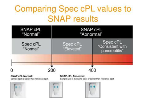 Ppt Pancreatitis In Dogs And Cats Powerpoint Presentation Id1415200