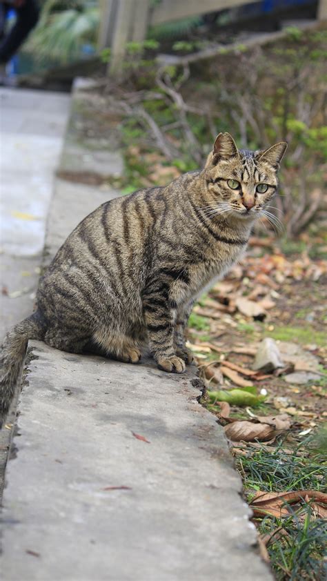 校园流浪猫杪鹤 站酷zcool